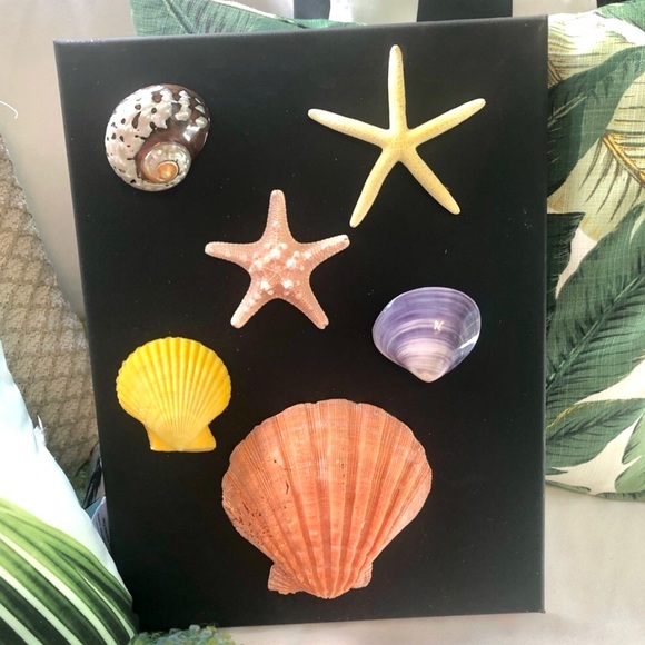Cyndy’s Beach House | Accents | New Collectible Seashells Starfish ...